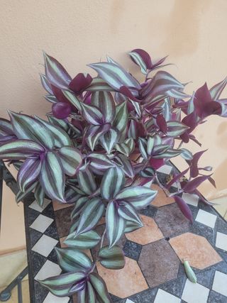 Tradescantia zebrina- 1 clone radicato