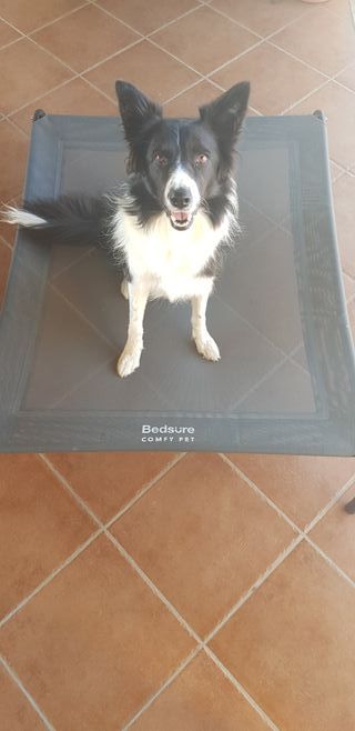Bedsure Brandina per Cani Grande