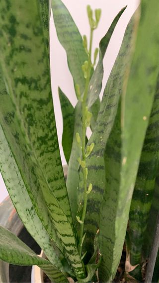 pianta grassa