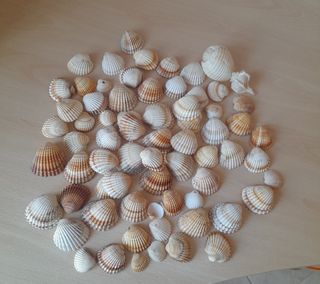 Conchiglie