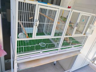 Cabbie per uccelli con carrello