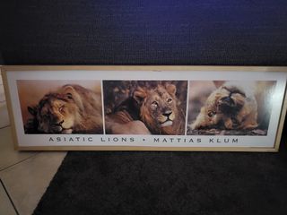 quadro fotografico Lions