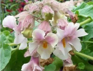 40 SEMI DI PROBOSCIDEA LOUISIANICA - 2023