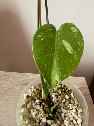 monstera thai+monstera deliciosa +talea a sorpresa