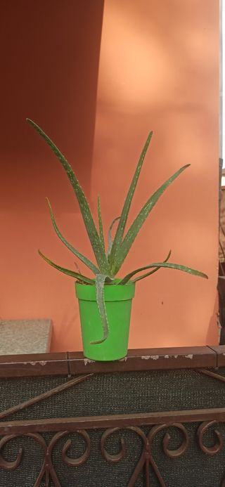 PIANTA GRASSA Aloe