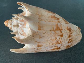 Conchiglie per arredare la casa.