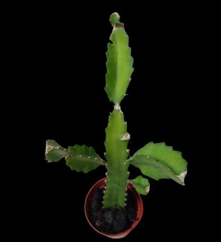 PITAYA hylocereus undatus, dragon fruit.