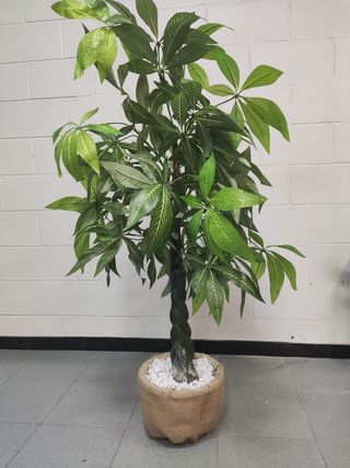 Pianta ornamentale