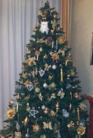 Albero di natale senza addobbi