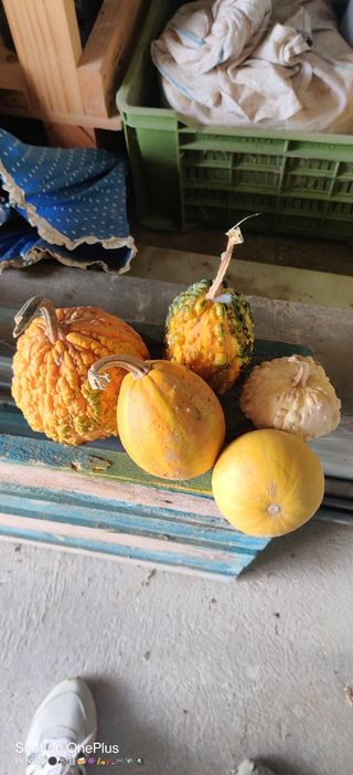 Zucche ornamentali