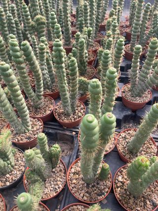 eulichnia castanea spiralis