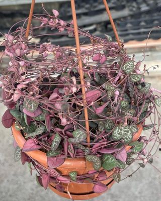 piante in vaso basket cm 14