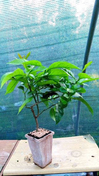Limone bonsai