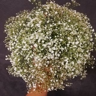 Semi velo da sposa_baby breath