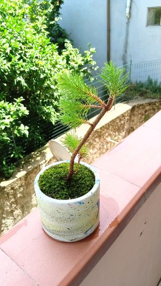 Mini bonsai di pinus pinea
