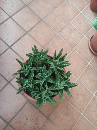 Piant aloe
