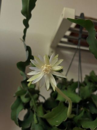 epiphyllum guatemalteco