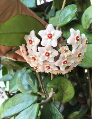 Hoya carnosa