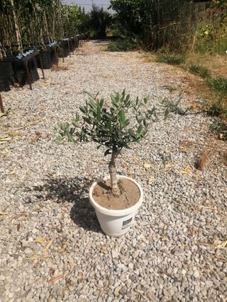 Ulivo bonsai