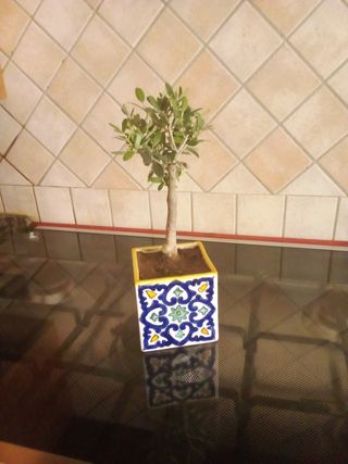 Bomboniera di uliveto