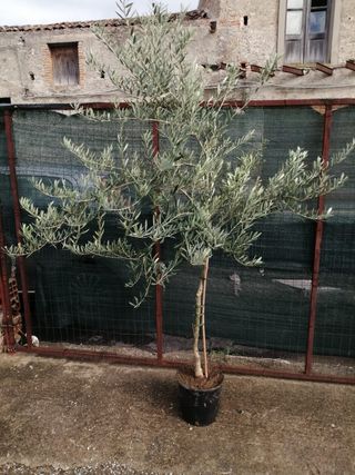 Ulivo da giardino
