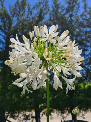 SEMI DI AGAPANTHUS BIANCO