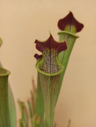 Sarracenia alata x flava taglia XL