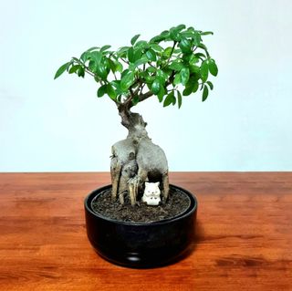 Bonsai Ficus Ginseng Microcarpa