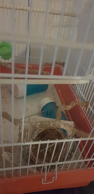 Gabbietta per canarini