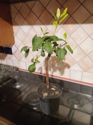 Limone bonsai