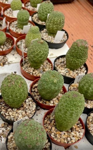 thricocaulun cactiforme