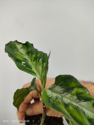 Aglaonema Pictum tricolor Small