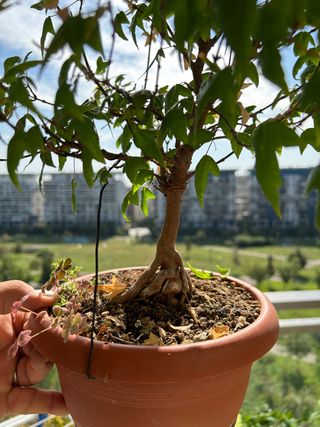 acero tridente bonsai