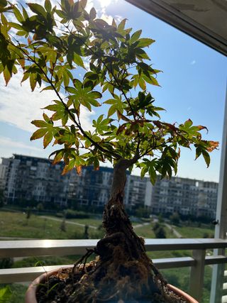 Acero bonsai