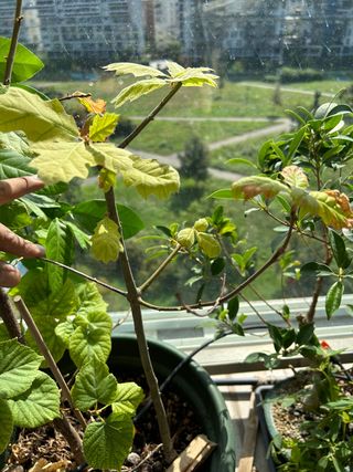 quercia rossa americana
