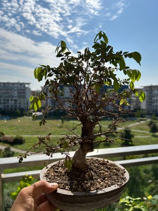 vendita bonsai olmo ulmus