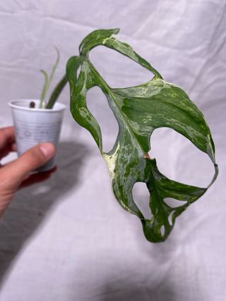 Monstera Adansonii Indonesian Marble #D