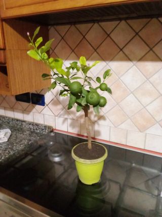 Bonsai di limone
