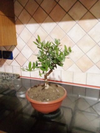 Bonsai di ulivo