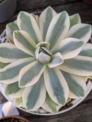 Orostachys Iwarenge fuji variegata