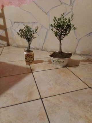 2 bonsai di ulivo