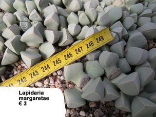 piante grasse, succulente