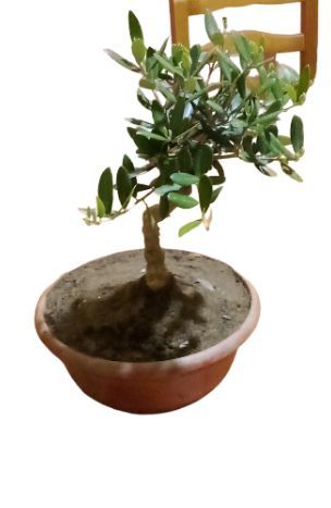 Bonsai ulivo