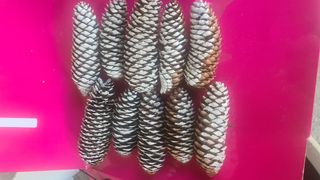 10 pigne bianche con brillantini oro