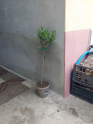 mini alberello ulivo