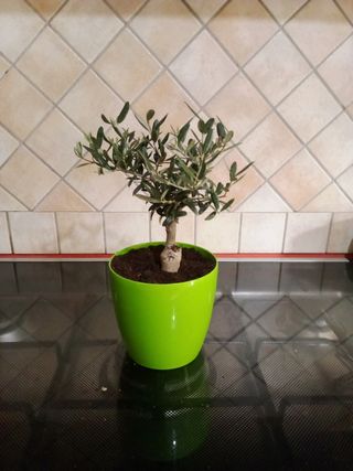 Bonsai ulivo