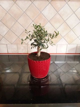 Bonsai di ulivo