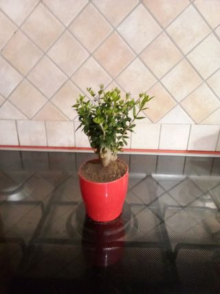 Bonsai di olivastro