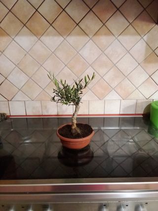 Bonsai di ulivo
