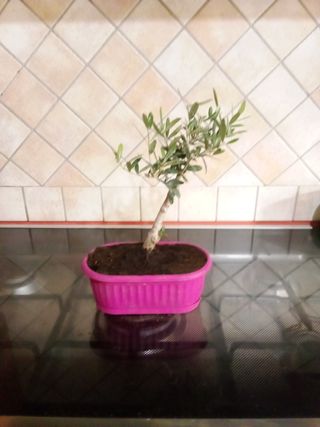 Bonsai di ulivo
